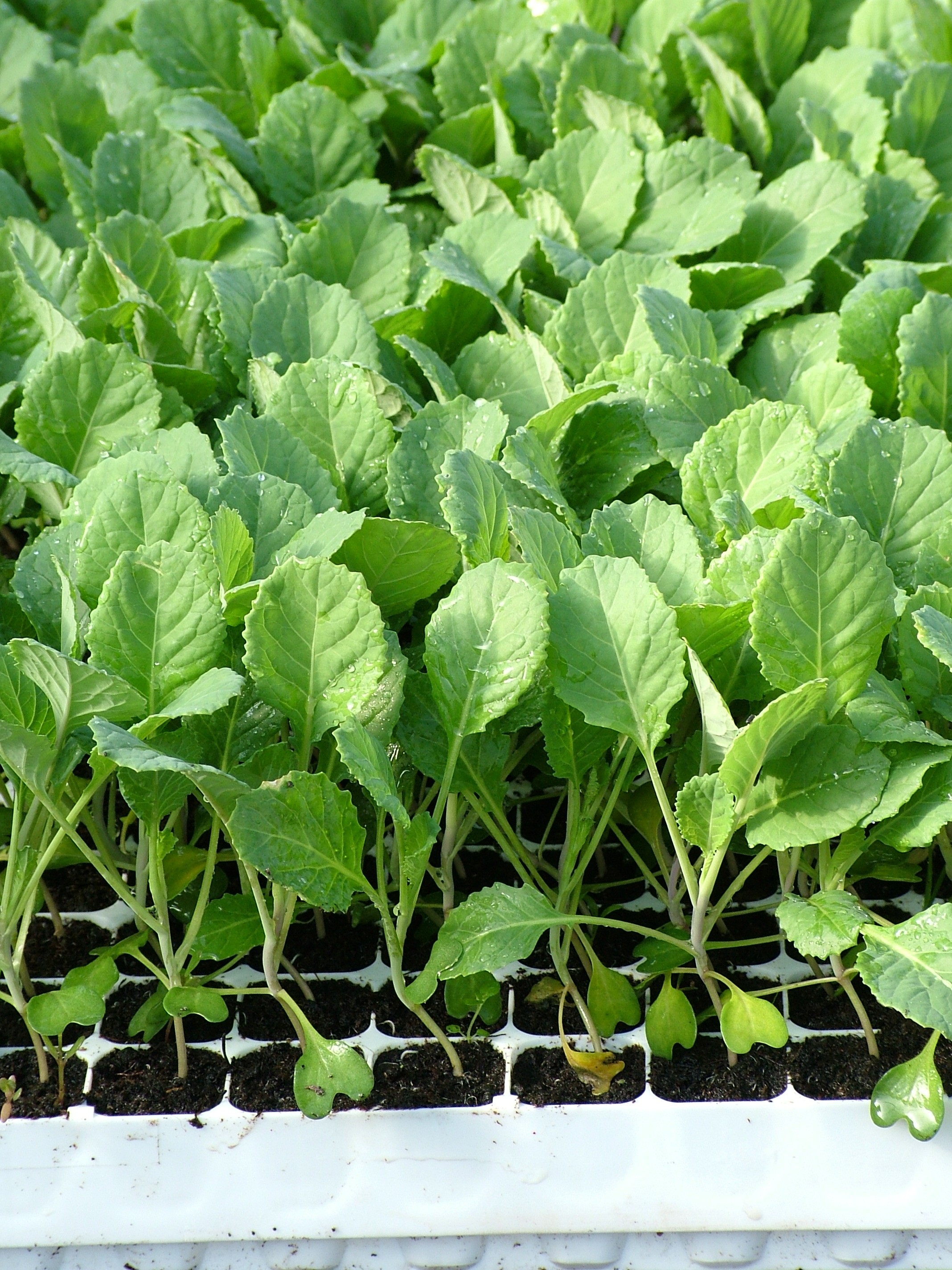 Kelkáposzta-palánta 216-os tálca - Palánták - KITE Zrt.